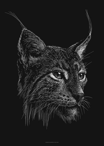 Screen print "Lynx" scratchboard art by artist Phillip Janta - French ...