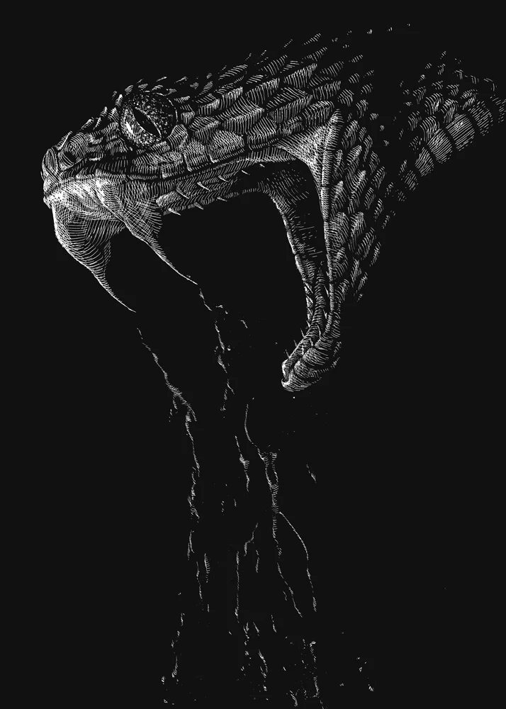 Screenprint 'Snake' art print by artist Phillip Janta - French Paper ...